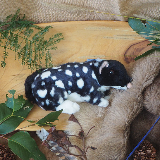 Polka - Plush Black Eastern Quoll Size 22cm/8.5″ | Koori Curriculum